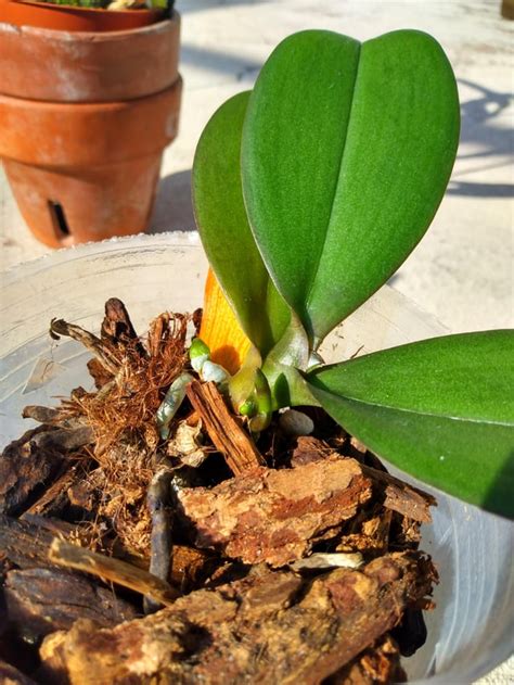 Cmon Ladies Lets Move It R Orchids