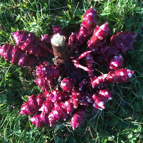 Jerusalem Artichoke Dwarf Potted Plant • Incredible Vegetables