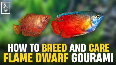 Female Dwarf Gourami With Eggs Red Honey Dwarf Gourami Roxy Aquarium