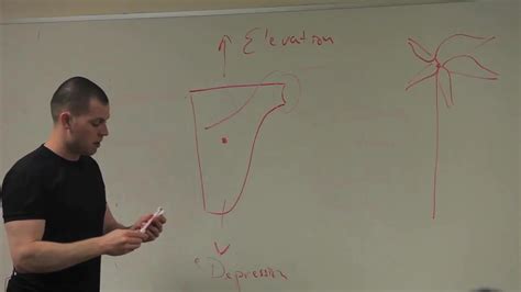 Joints Of The Shoulder Girdle And Scapular Joint Actions Video 6 Of