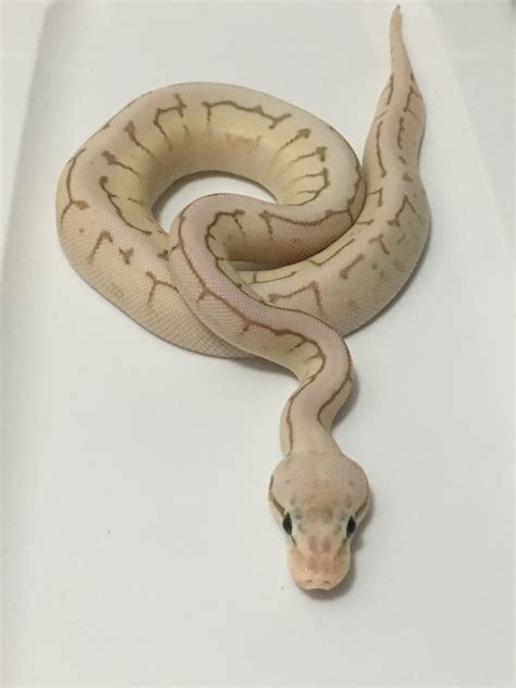 Killer Queenspin Female 2017 Ball Python By The Ball Barn Morphmarket