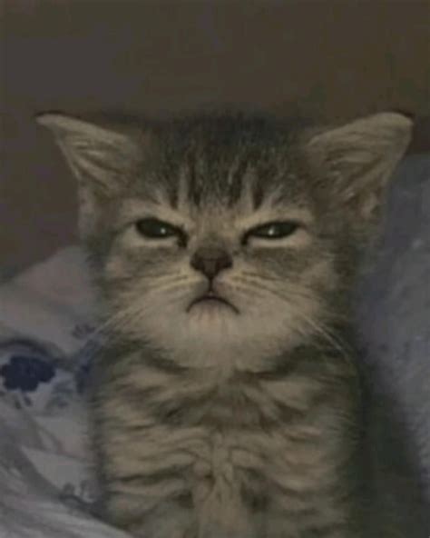 Meme Do Gatinho Happy Happy Discover