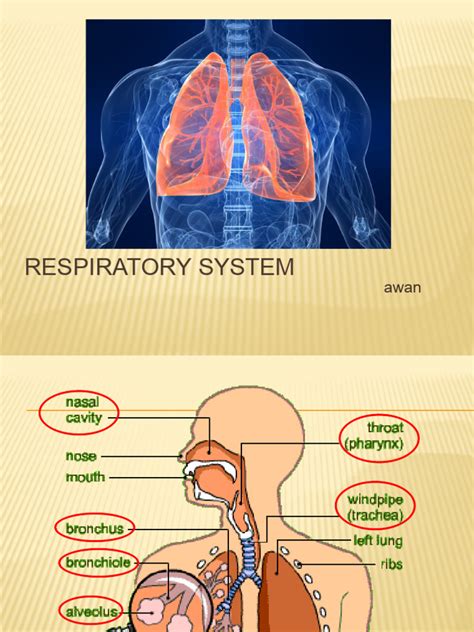 Respiratory System Grade 6 Garnet Pdf Respiratory Tract