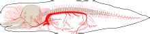 Sperm Whale Wikipedia
