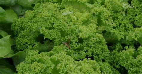 Lactuca Sativa Lollo Verde Lollo Biondo Sla Bloemenpark Appeltern