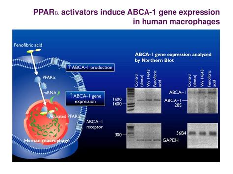 Ppt Ppar A Activators Lower Small Dense Ldl Powerpoint Presentation