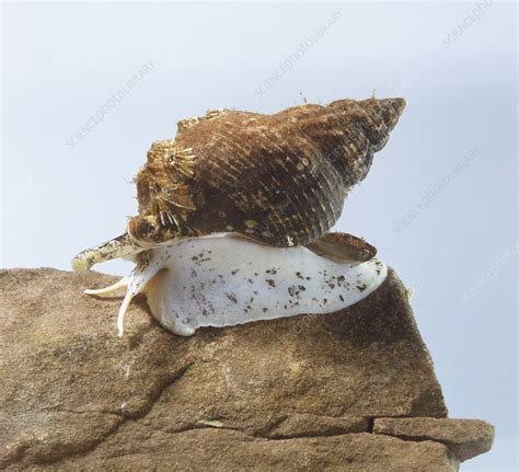 Common Whelk Stock Image C051 6746 Science Photo Library