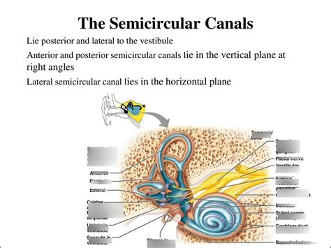 Semicircular Canals Diagram Quizlet