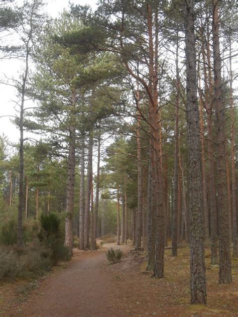 Culbin Forest Scotland