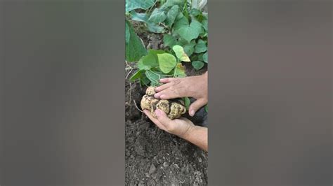 Джикама хикама Youtube