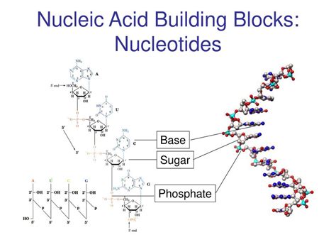 The Building Blocks Of Nucleic Acids In Dna Are At Hilda Connor Blog