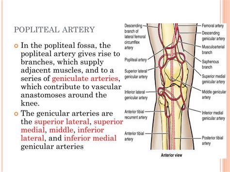 Popliteal Artery Anatomy Branches Location And Course