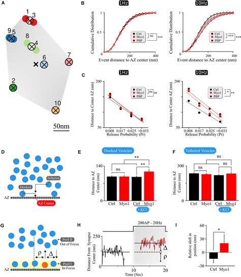 The Spatial Localization Of Vesicle Docking And Release Is Myosin V Download Scientific Diagram
