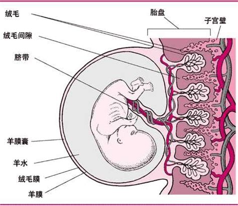 妊娠 《默克家庭诊疗手册》在线阅读 【中医宝典】
