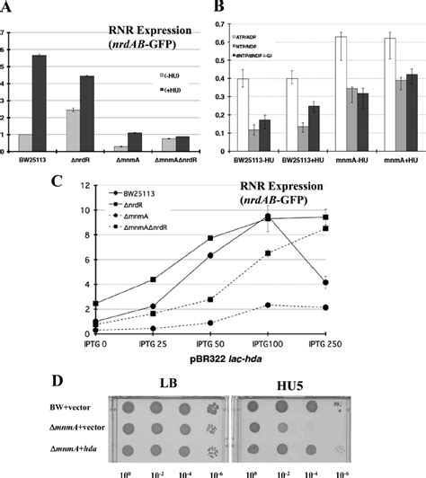Dnaa Atp And Nrdr Atp Datp Repress Rnr Expression In The Group Ii ⌬ Download Scientific Diagram