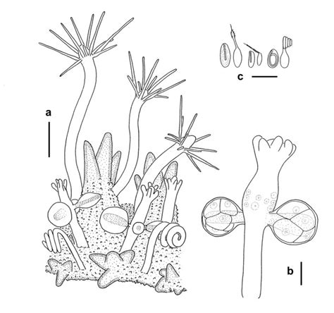 Worms World Register Of Marine Species