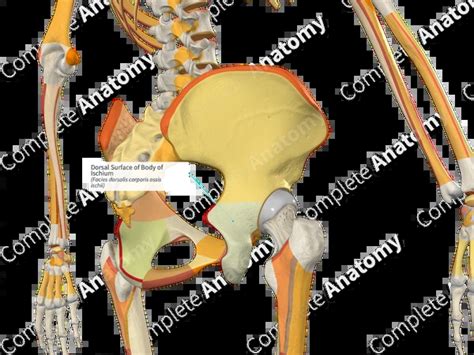Dorsal Surface Of Body Of Ischium Complete Anatomy