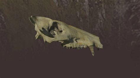 Peccary Skull 3d Model By Nebraska Public Media Nebraskapublicmedia