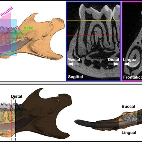 Orientation And Rois In The Dentoalveolar Complex A 3d And 2d
