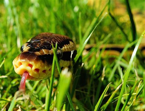 Cute Ball Python Wallpaper Ball Python Morphs Cute Reptiles Reptiles