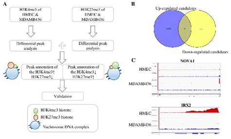 project workflow and chip seq analysis a workflow of the chip seq