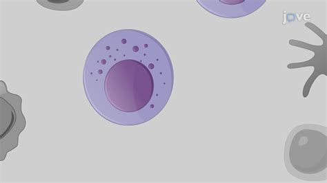 视频 来自外周血单核细胞的自然杀伤细胞的离体扩增 实验