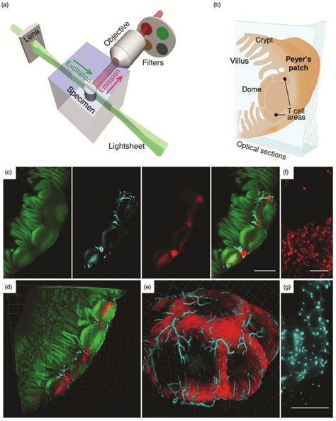 Light Sheet Microscopy Modelling At Vicki Howes Blog