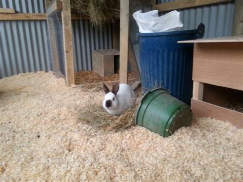 Plan The Best Rabbit Colony Setup Housing Meat Rabbits In A Colony