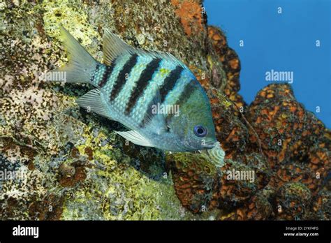 Image Of A Vibrant Sergeant Major Fish Abudefduf Saxatilis Swimming