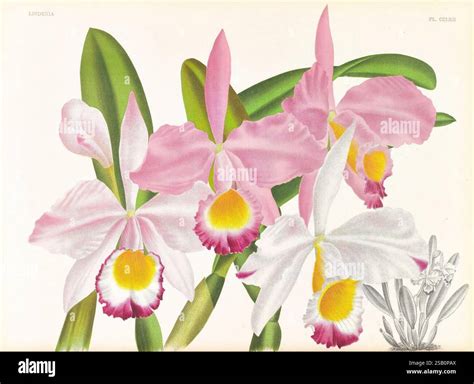 Lindenia Gand [belgium] Impr F Meyer Van Loo 1885 1906 Classification Guidebooks