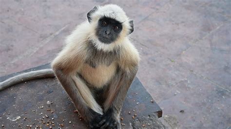 Cute Langur Monkey In India Langoor Bandar Ka Video Langur Monkey