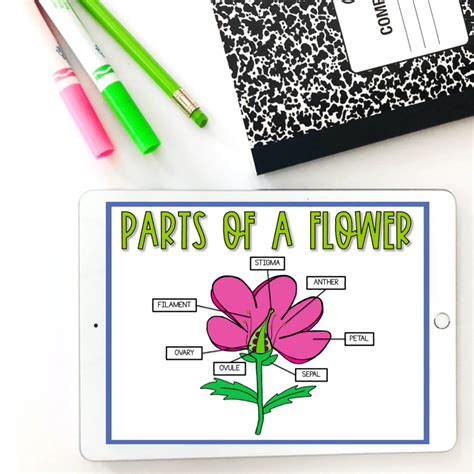 Hands On Pollination Activities For Elementary Science Priceless