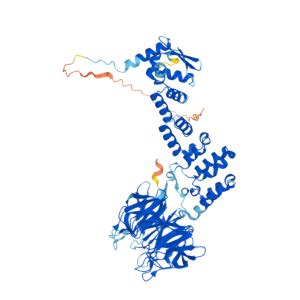 KLHL24 Gene - GeneCards | KLH24 Protein | KLH24 Antibody