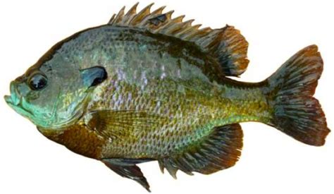 Bluegill Mississippi Department Of Wildlife Fisheries And Parks