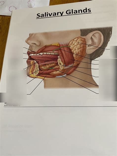 Salivary Glands Diagram Quizlet