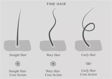 Thin Strand Định Nghĩa Ví Dụ Câu Và Cách Sử Dụng Cụm Từ Thin Strand