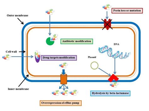 Multidrug Resistant Gram Negative Bacteria Guidelines At Edgardo Mills Blog