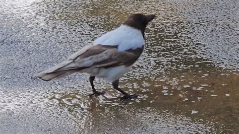 העורב הלבן פברואר 2024 Youtube