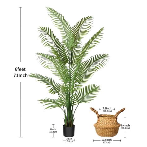 Areca Palm Plant