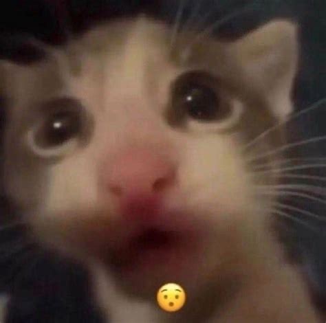 Cat Reaction Pictures Cute Artofit