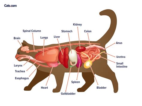 Cat Intestines