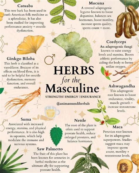 A Cool Guide For Masculine Herbs 🌿 Rcoolguides