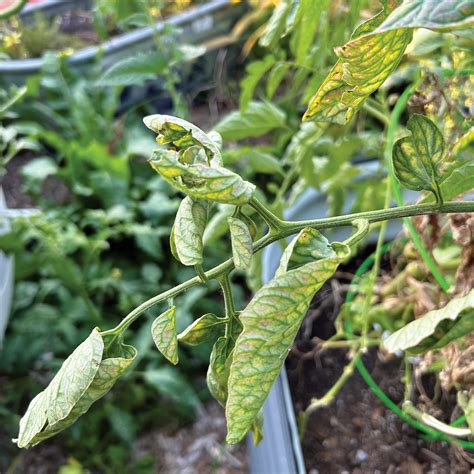 Tomato Leaf Curl What Causes It And How To Prevent It Garden Gate