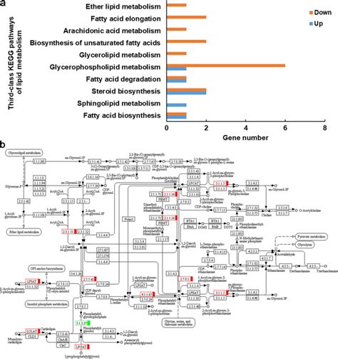 Roles Of Identified Lipid Metabolism Related DEGs In The Third Class
