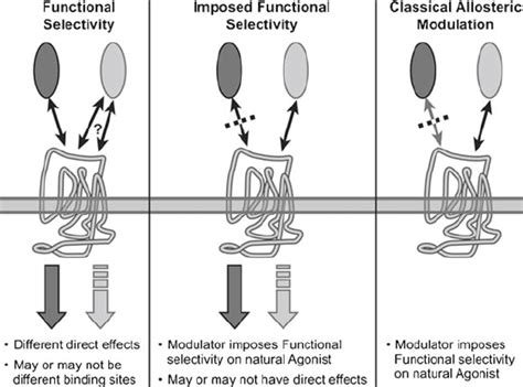 5 Relationship Of Functional Selectivity Stimulus Trafficking To