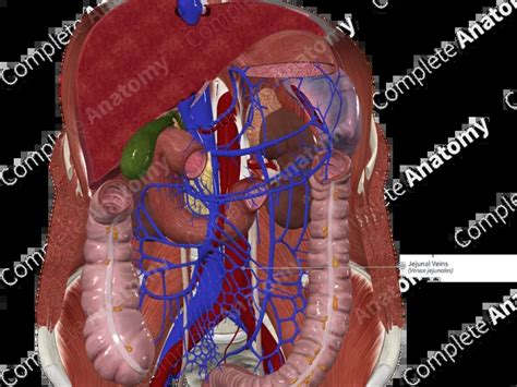 Jejunal Veins Complete Anatomy