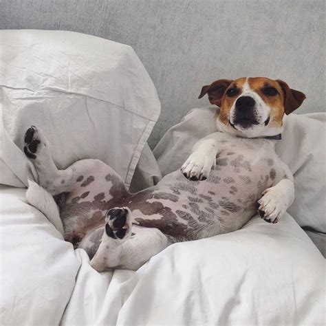 15 Funny Jack Russell Terriers Jack Russell Terrier Smile Happy Jack