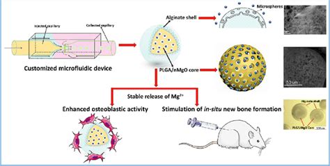 Schematic Illustration Of The Fabrication Of Plgamgo Alginate Download Scientific Diagram
