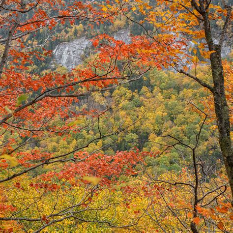 Autumn Leaf Color Chart