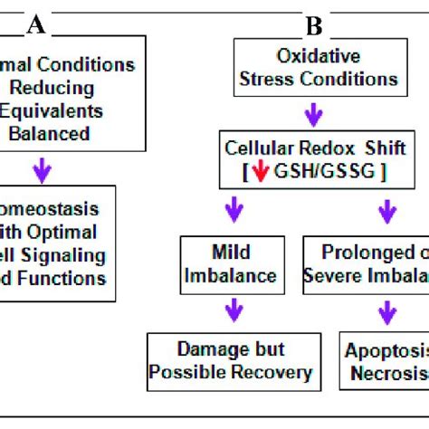Under Normal Physiological Conditions Redox Homeostasis Is Maintained